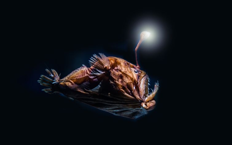 La baudroie abyssale | Nausicaa